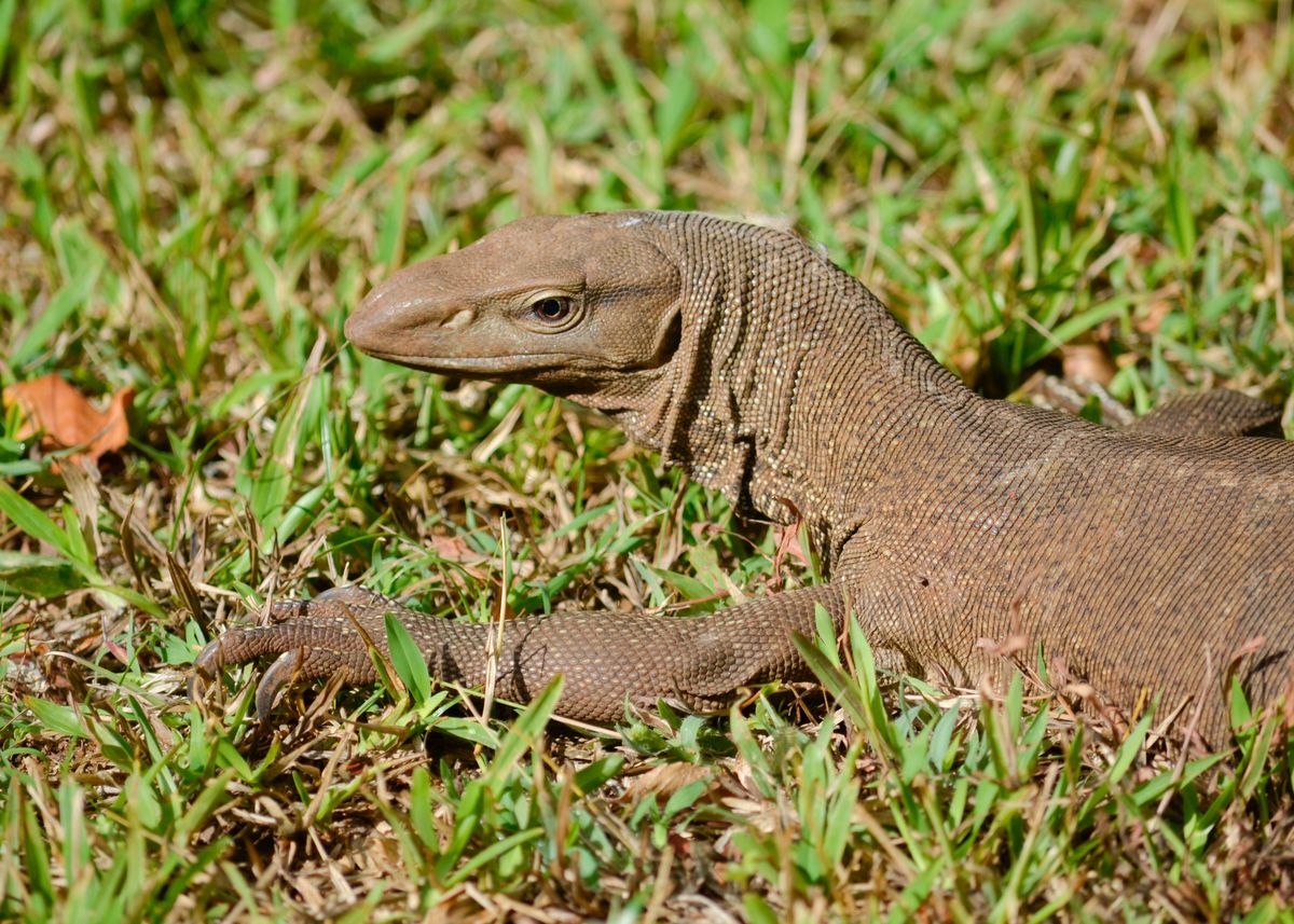 'lizard varano on meadow' Poster, picture, metal print, paint by ...