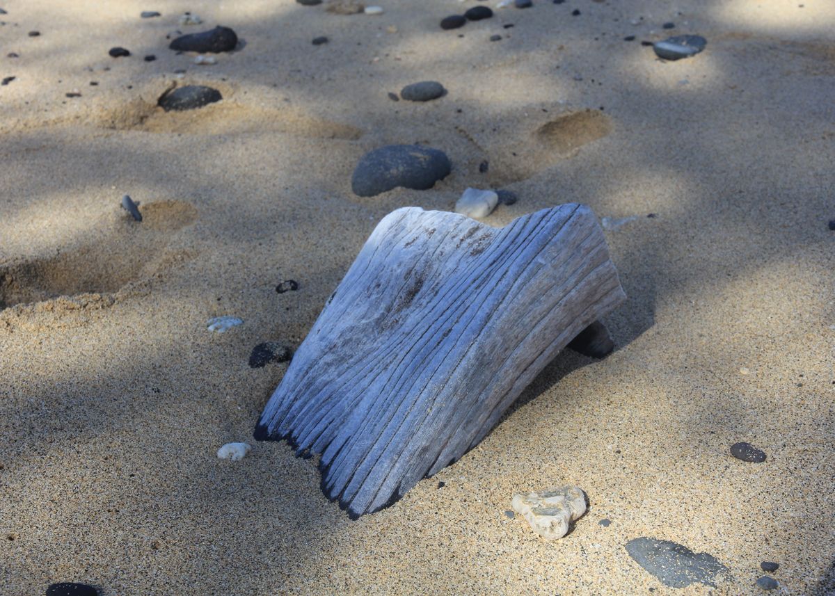 'Washed up Wood on Beach' Poster by Larissa Best | Displate