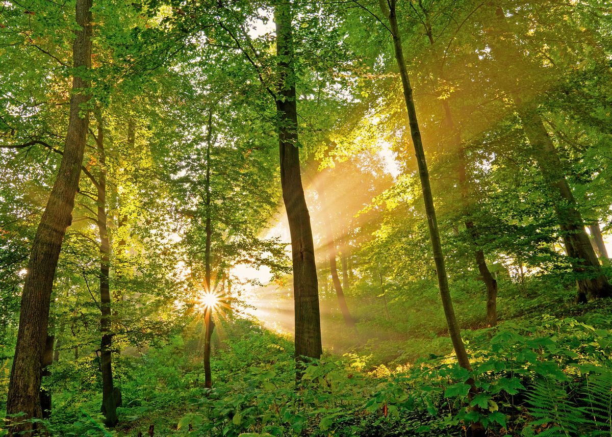 'Sunlight' Poster by Juergen Mayer | Displate