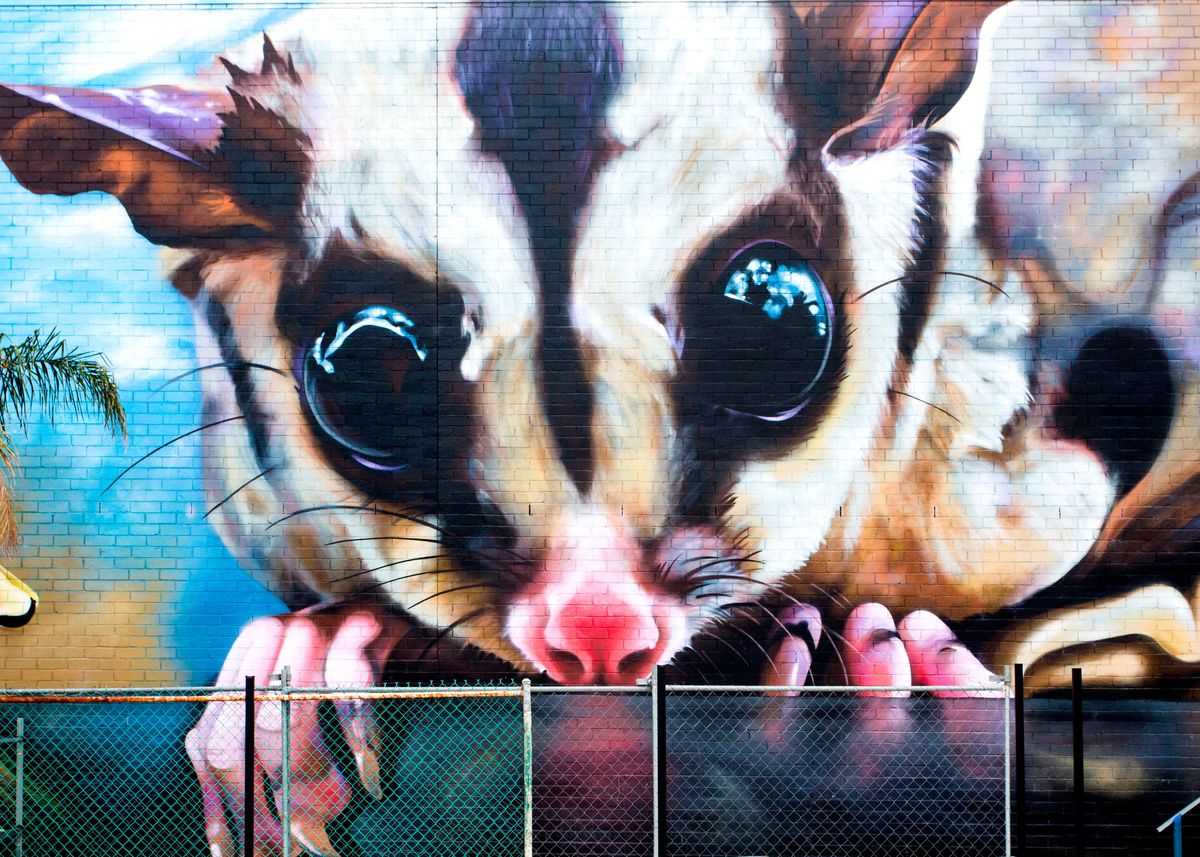 'Hello Possum' Poster, picture, metal print, paint by Oz StreetArt ...