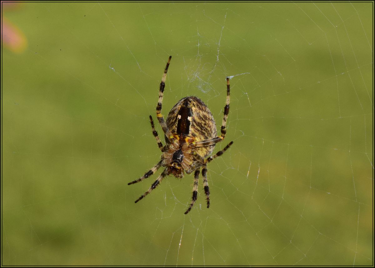 'spider' Poster by luc destoop | Displate