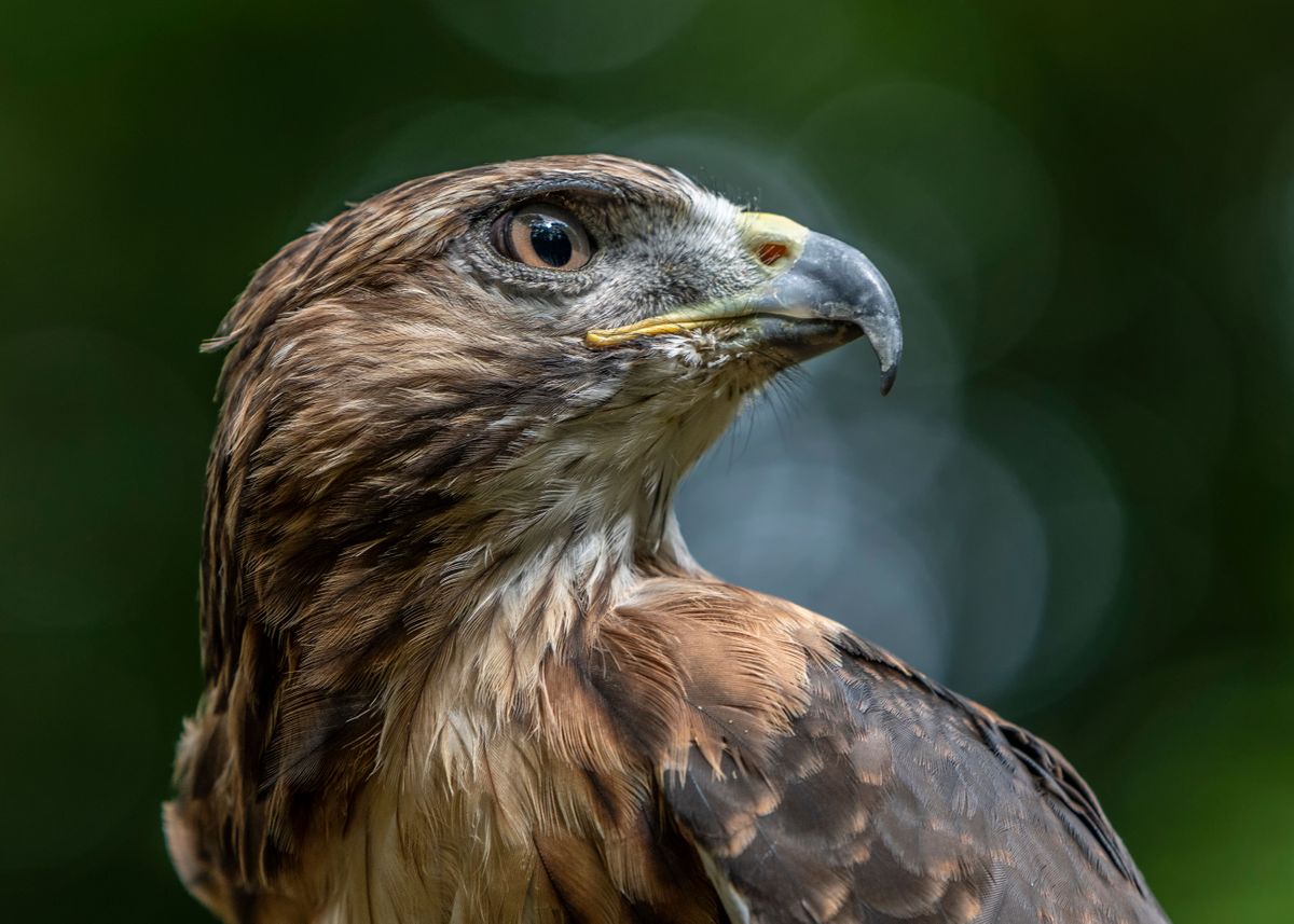 'Hawk eye ' Poster, picture, metal print, paint by Anthony meddes ...