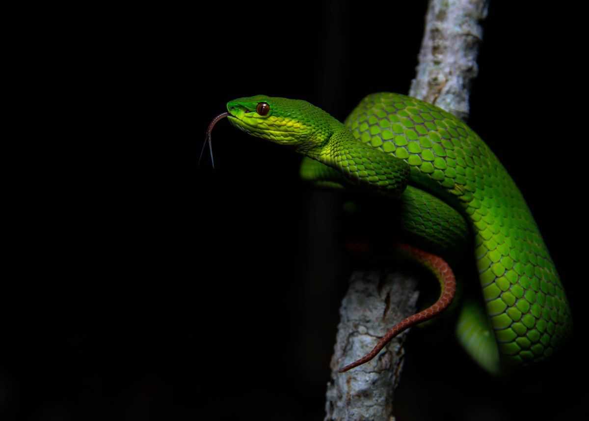 'The Green Serpent ' Poster, picture, metal print, paint by Halvard Aas ...