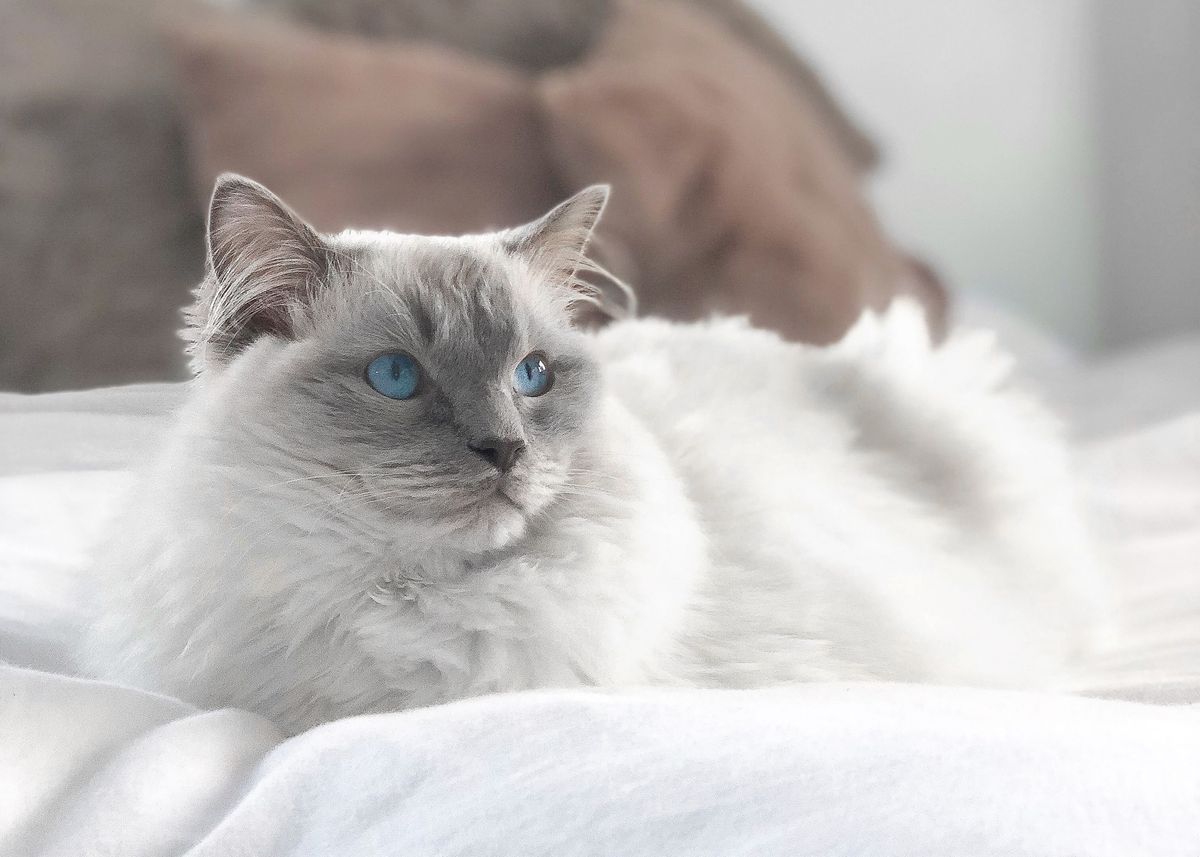 Lilac Ragdoll Cat
