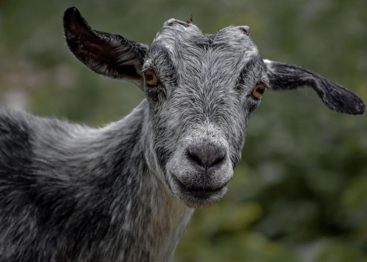 'Coolest Goat Ever Staring ' Poster by Milan Gurung | Displate