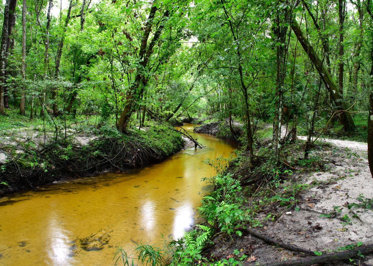 'Loblolly Woods Nature Park' Poster by Charles Leikauf | Displate