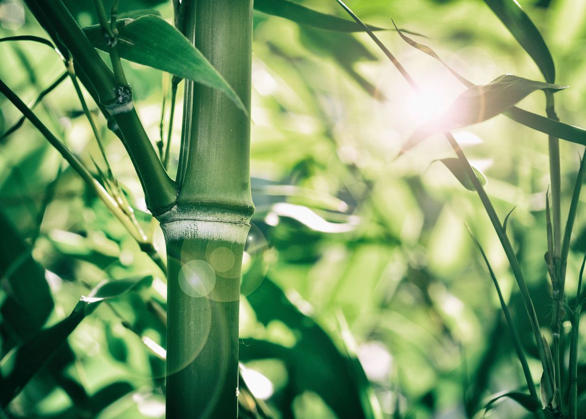 'Bamboo' Poster by Ves Jako | Displate