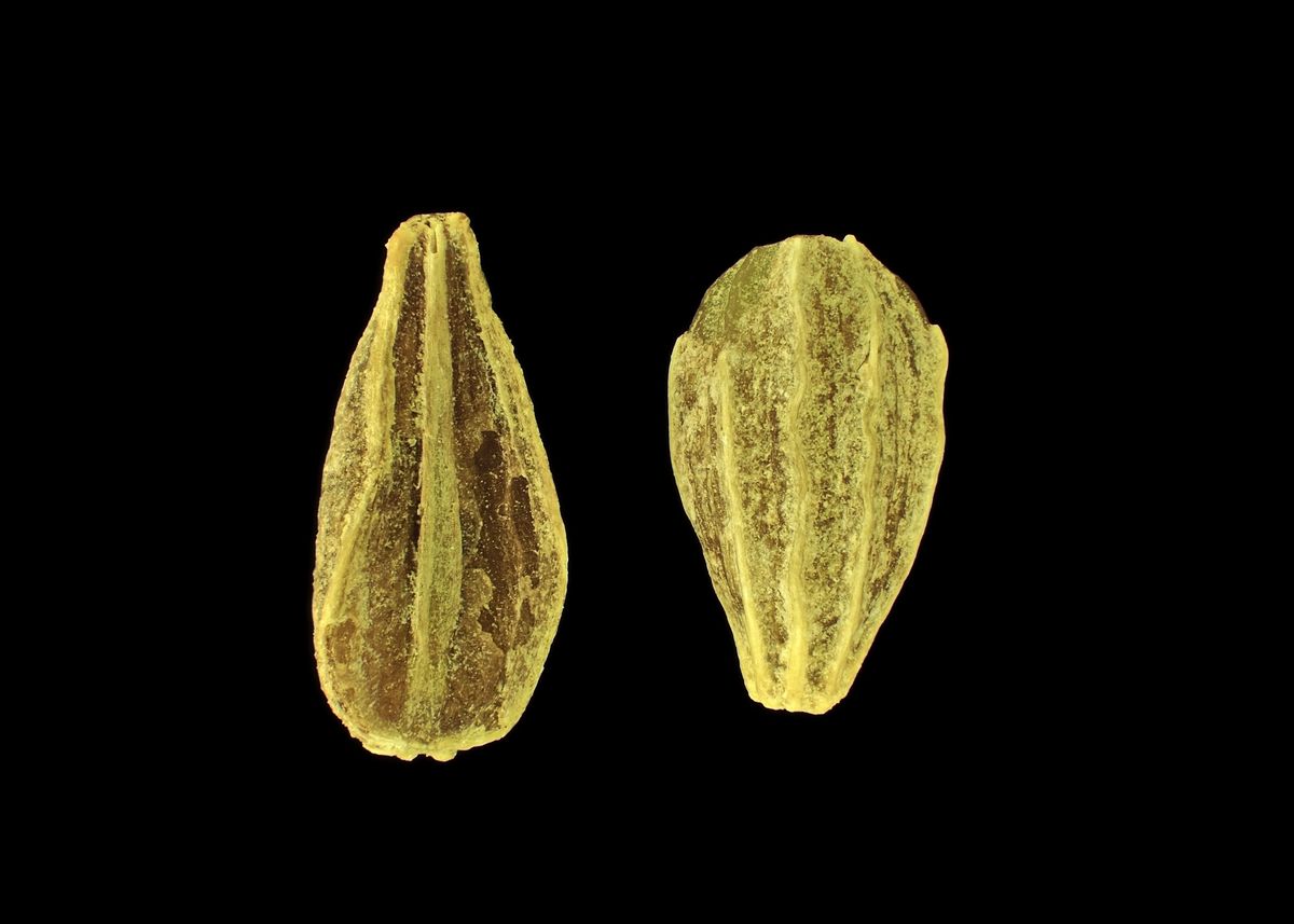 'Anise seeds' Poster by Sergii Dymchenko | Displate