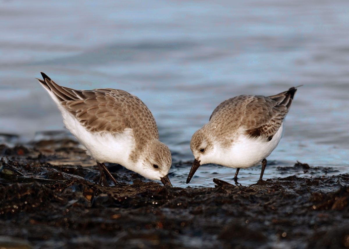 'A Pair of Sanderlings' Poster, picture, metal print, paint by Hui Sim ...