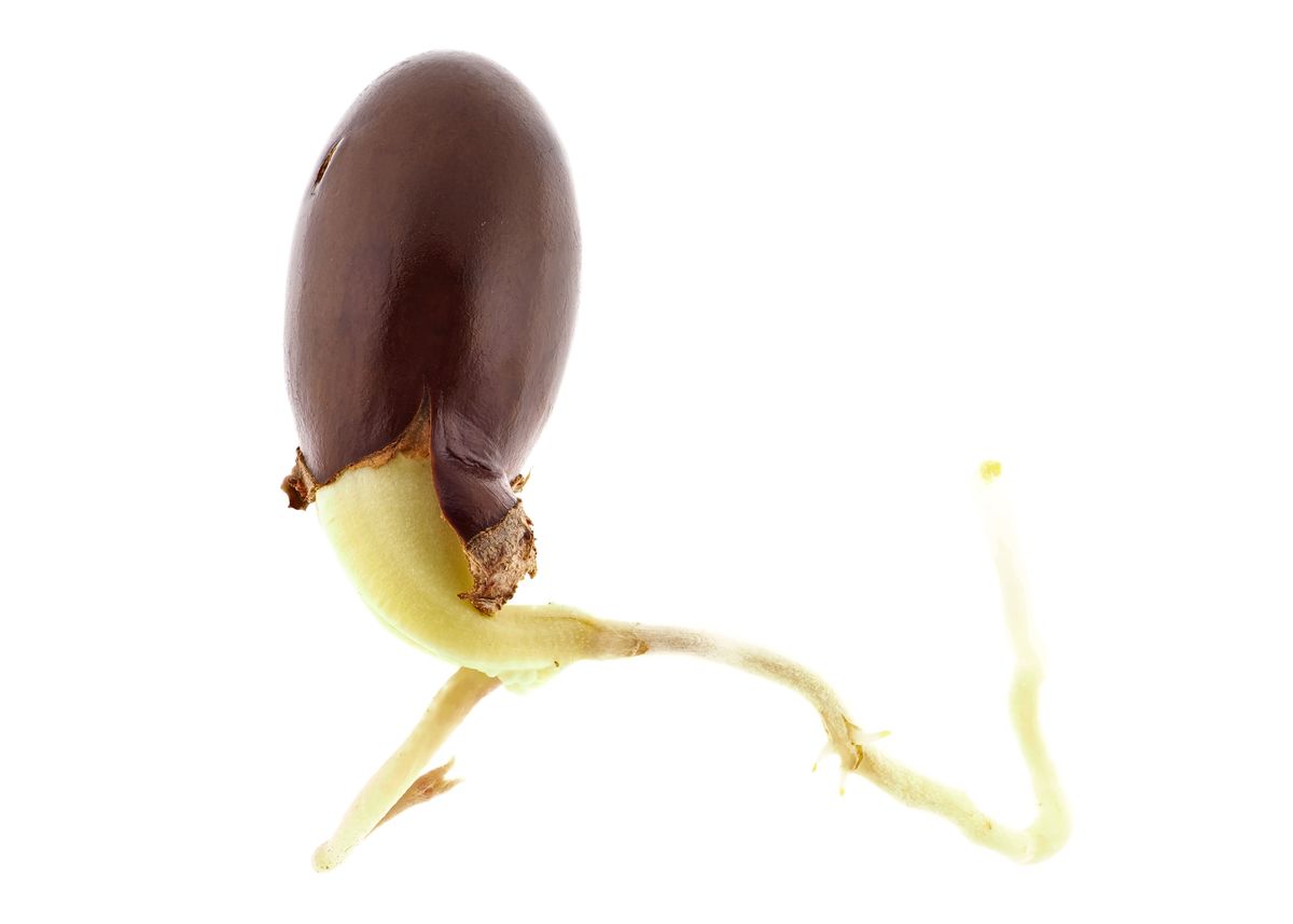 'Lychee sprout' Poster, picture, metal print, paint by Sergii Dymchenko ...