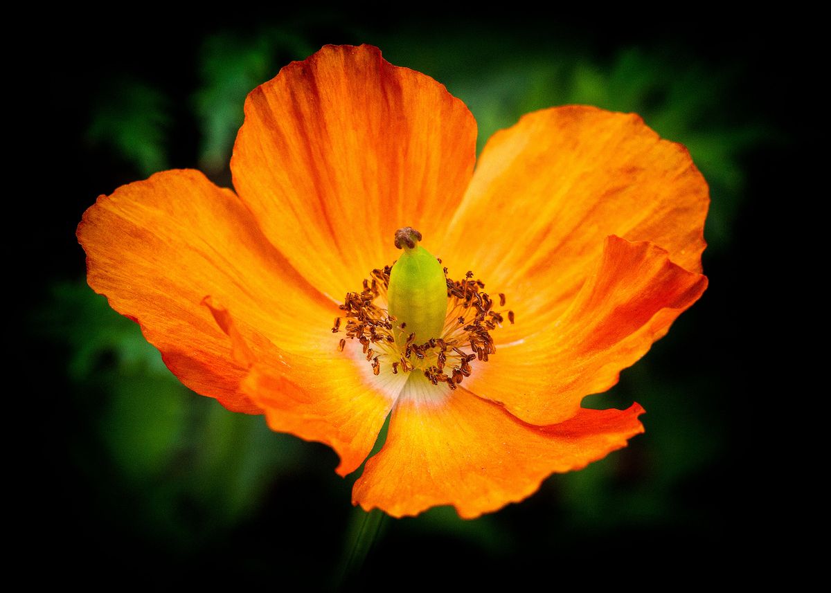 'The Orange Poppy' Poster by John Thirkell | Displate