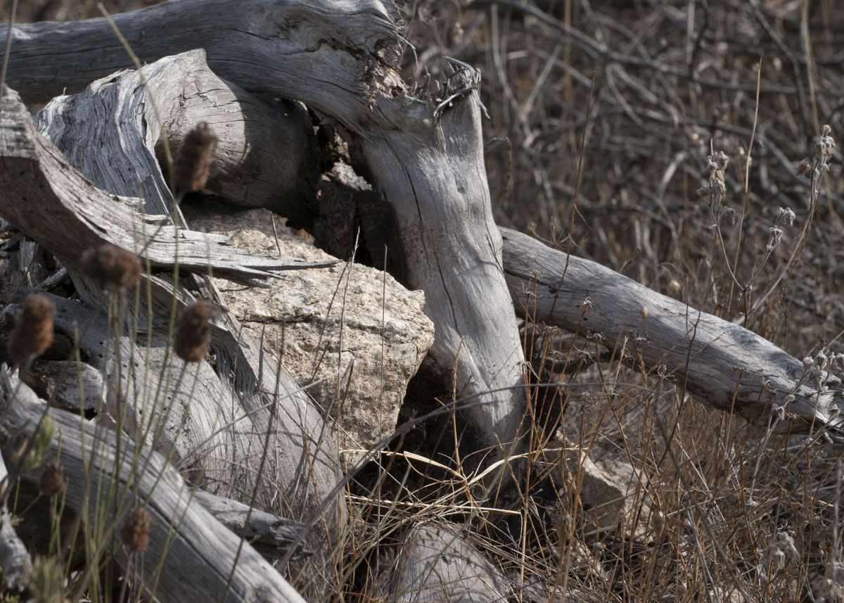 'DEAD NATURE' Poster, picture, metal print, paint by Metra Morie | Displate