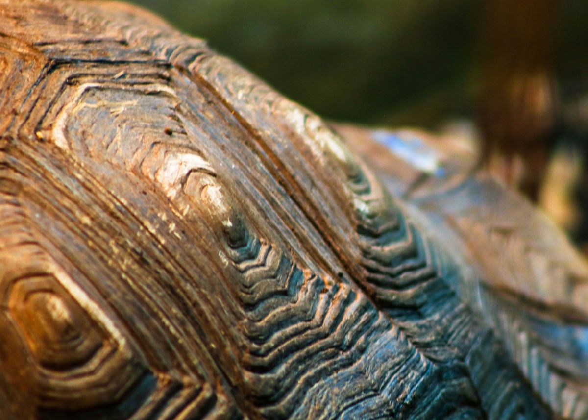 'Asian Tortoise Shell' Poster by Callum Banks | Displate