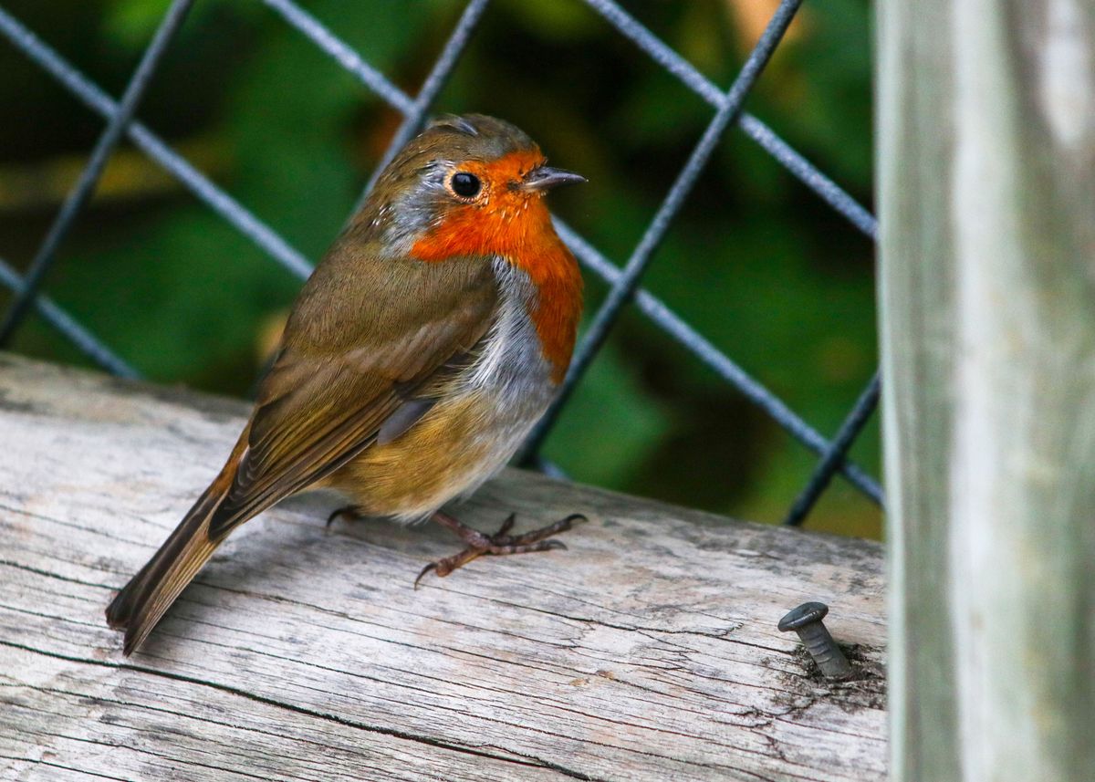 'Robbin' Poster, picture, metal print, paint by Callum Banks | Displate