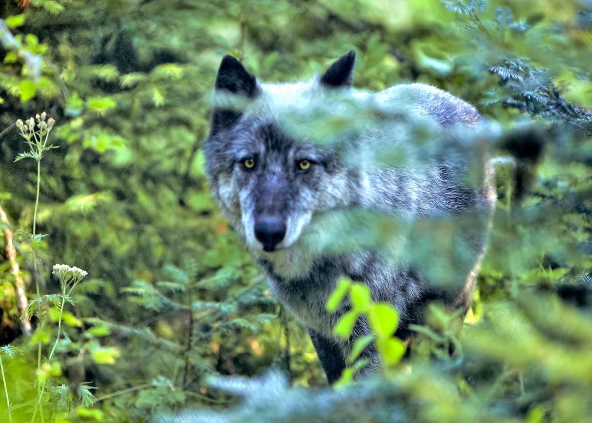 'Owyhee Pack's Himtuuqin' Poster by Passport to Wildlife | Displate
