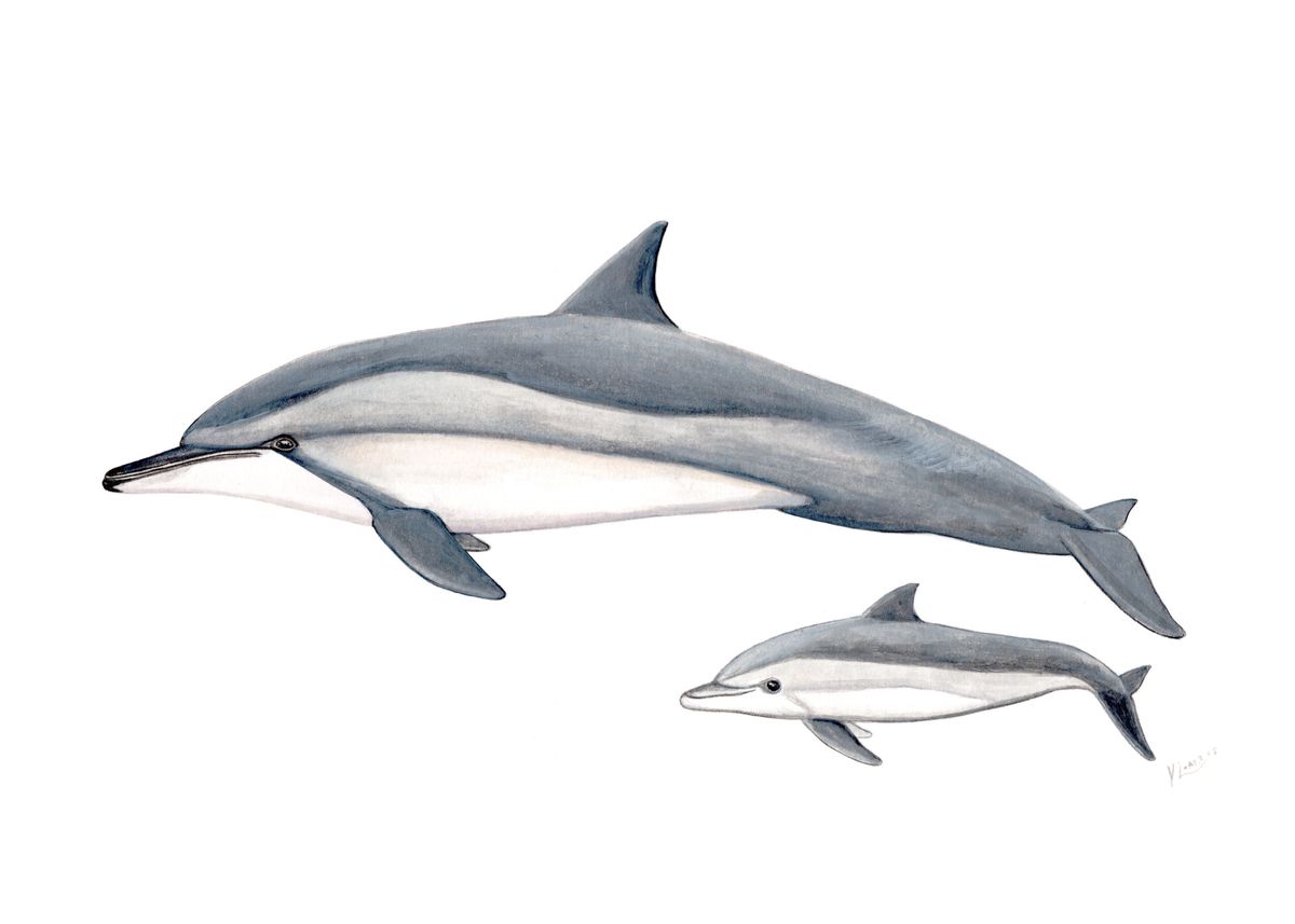 Clymene Dolphin Drawing