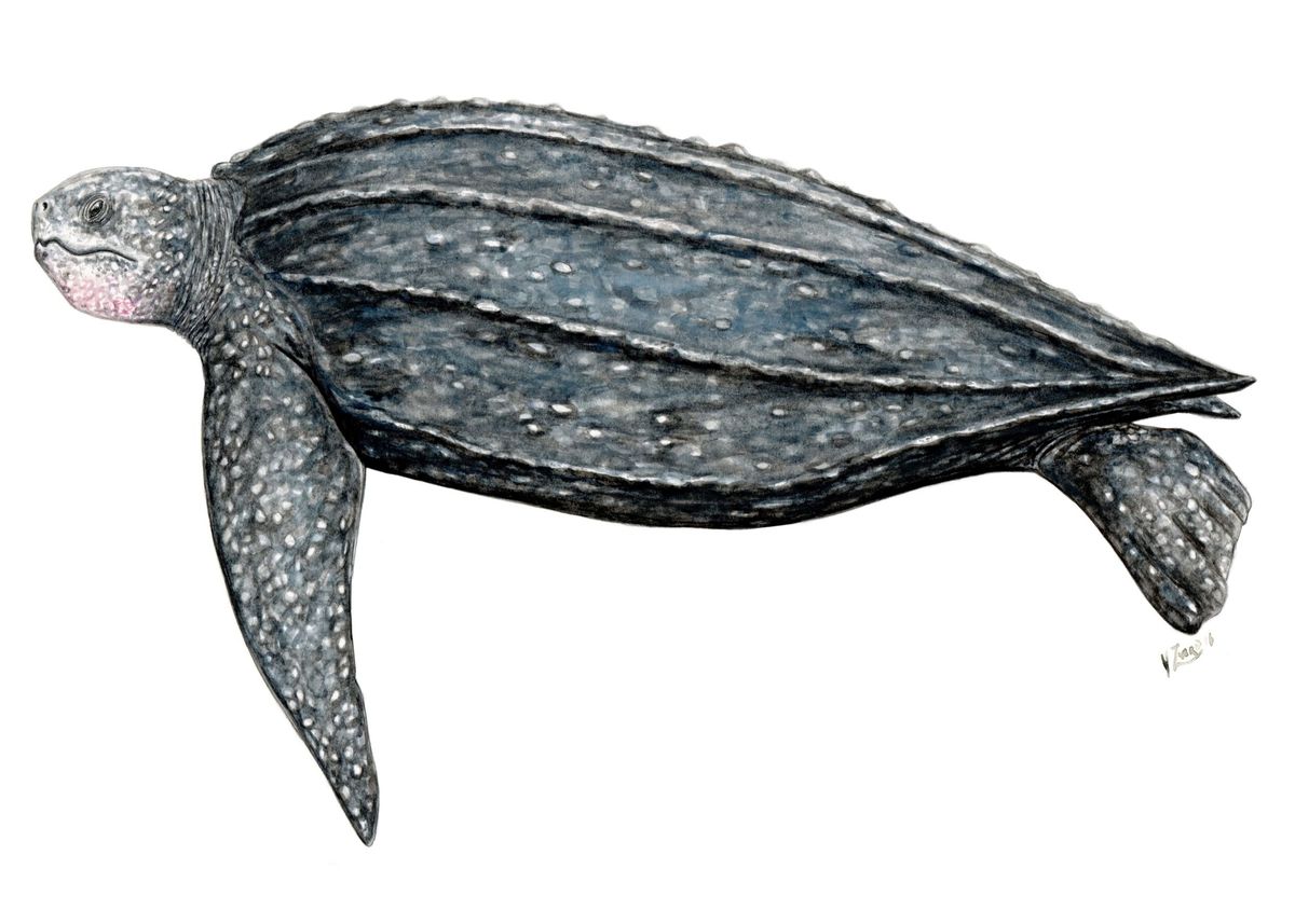 'Leatherback turtle' Poster, picture, metal print, paint by Chloe ...