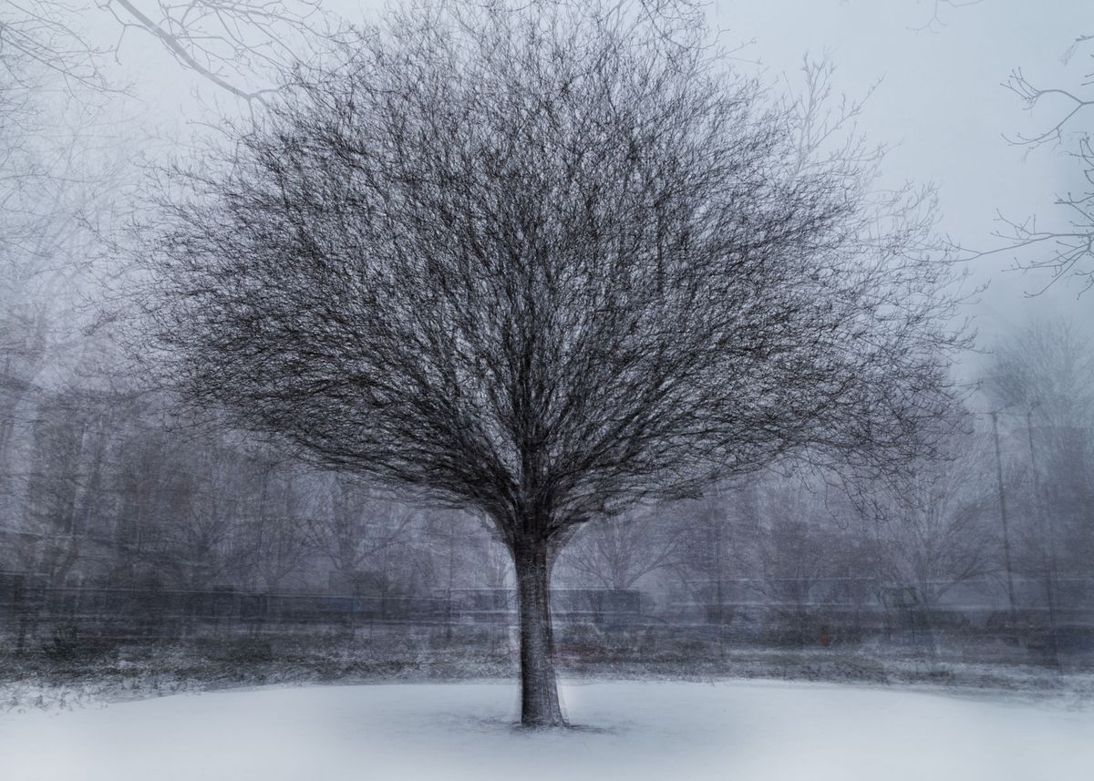 'Winter Tree' Poster by Kyle Burgess | Displate