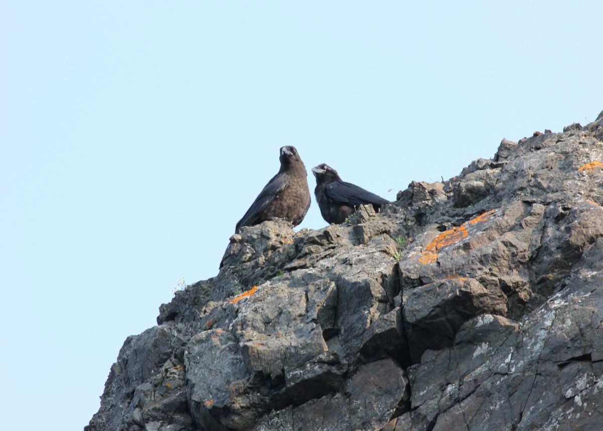 'Two Old Crows' Poster, picture, metal print, paint by Leanna Ropson ...