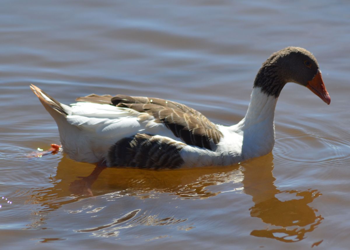 'Goose' Poster by walce santos | Displate