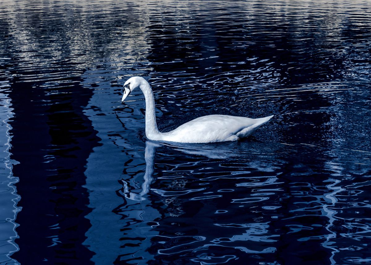 'Blue swan' Poster by Alexander Sorokopud | Displate