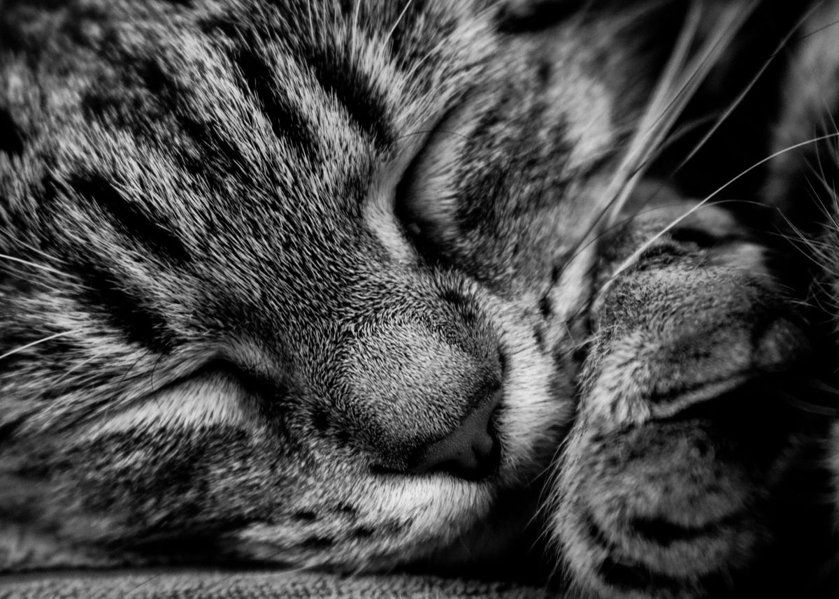 'Sleepy Cat ' Poster, picture, metal print, paint by Hannah Smaile ...