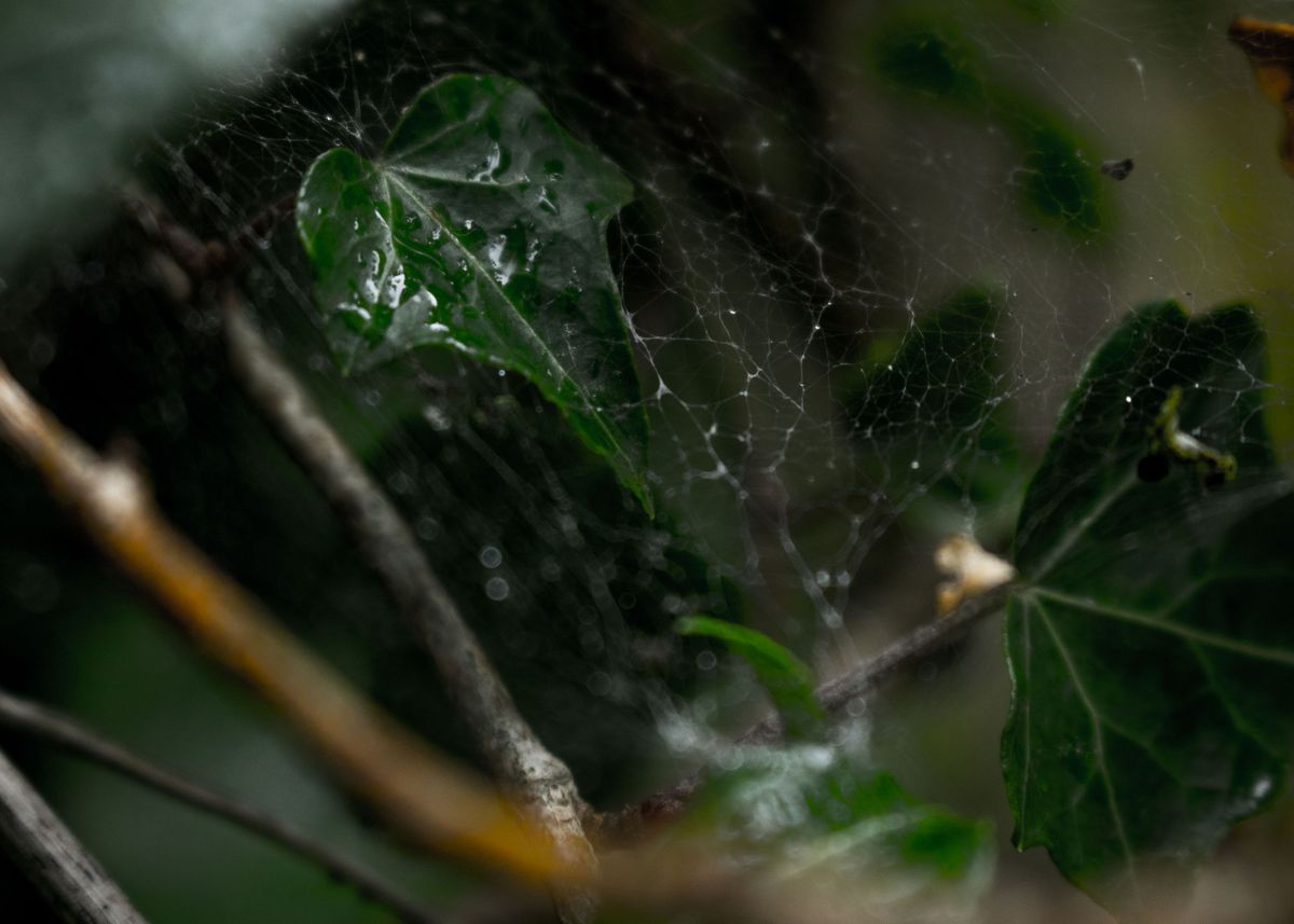 'Spiderweb in Greenery ' Poster, picture, metal print, paint by Hannah ...
