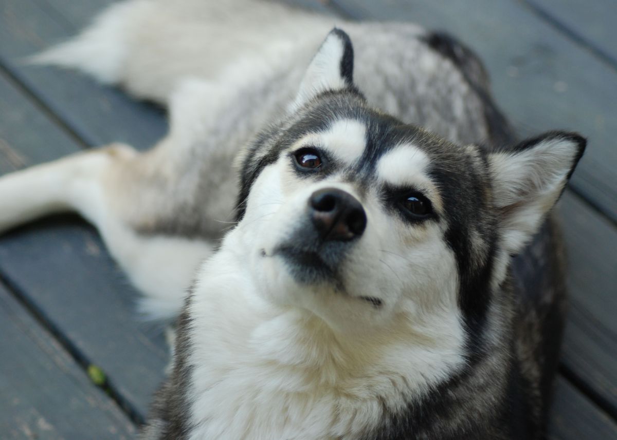 'Husky Love' Poster by Christine DuQuette | Displate
