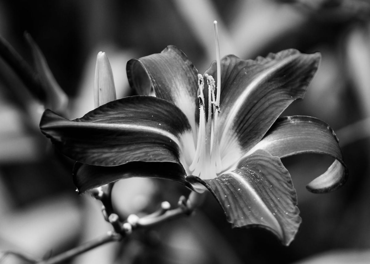 'Lilly' Poster by Hulya-Roxana YUCEL | Displate