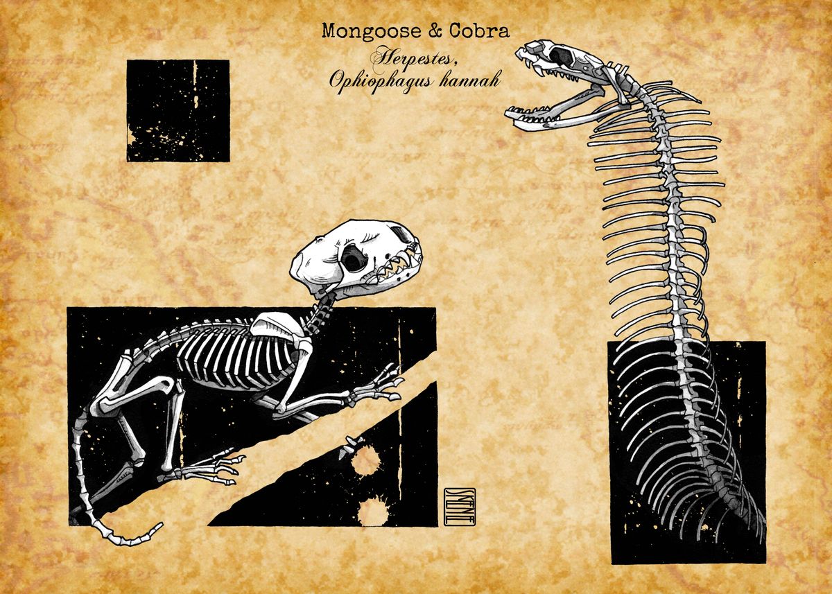 'Mongoose Cobra Skeletons' Poster, picture, metal print, paint by ...