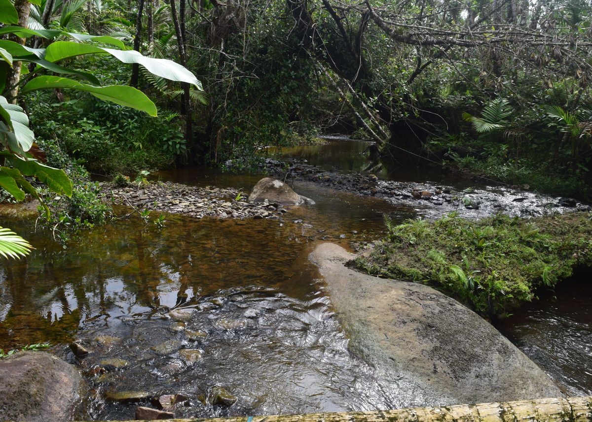 'Rain Forest Sabana River ' Poster by raul garcia | Displate