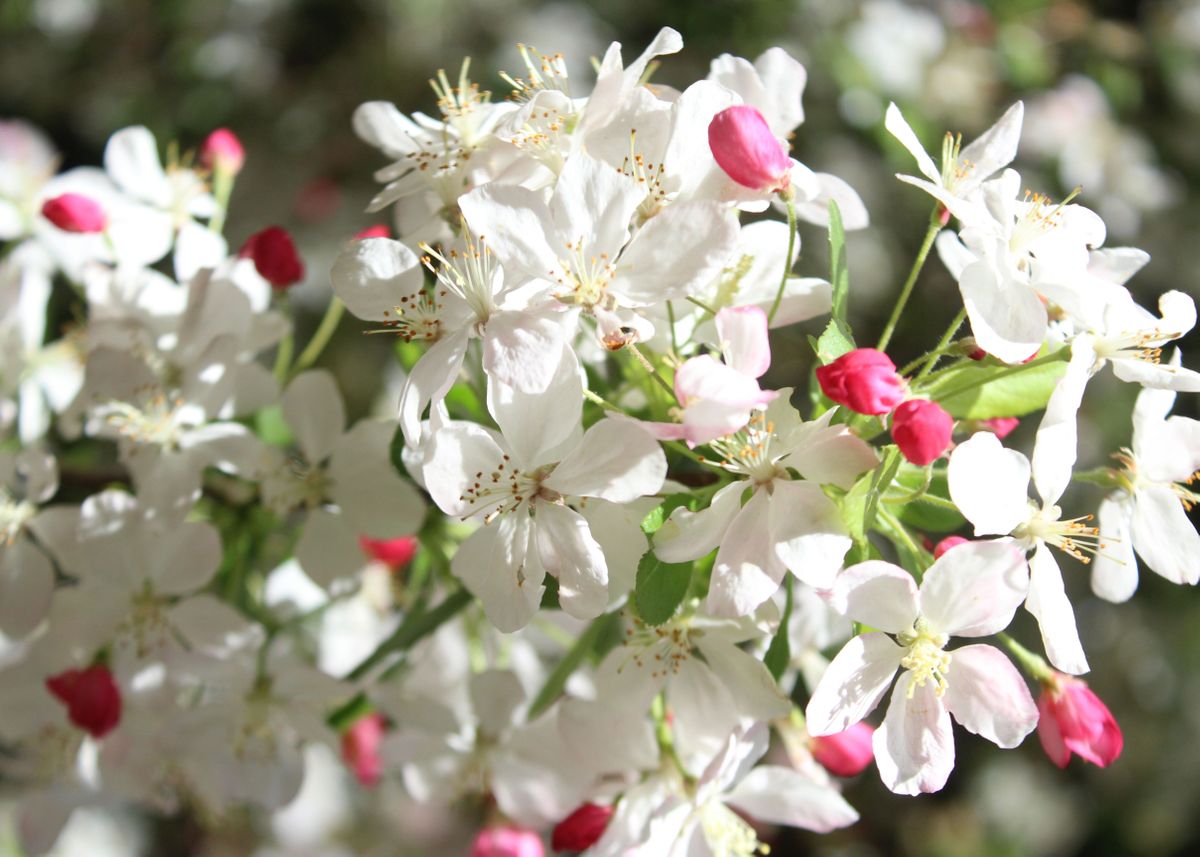 'Cheerio Flower' Poster, picture, metal print, paint by Yssebelle ...