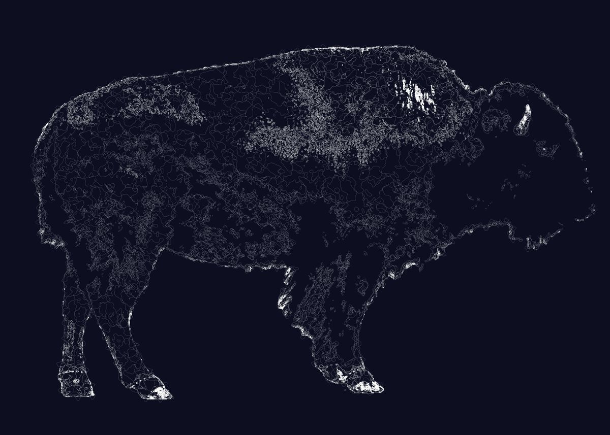 'Buffalo' Poster, picture, metal print, paint by 4T4 Design Studio ...