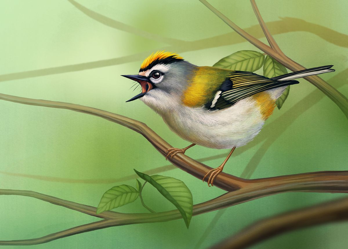 'Regulus madeirensis' Poster, picture, metal print, paint by Martina ...