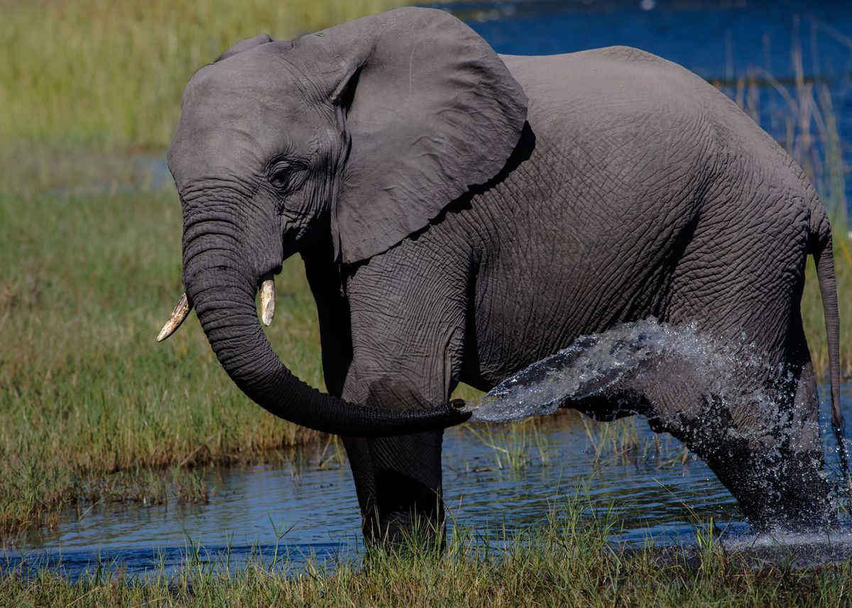 'Elephant Cooling Down' Poster, picture, metal print, paint by nicole ...