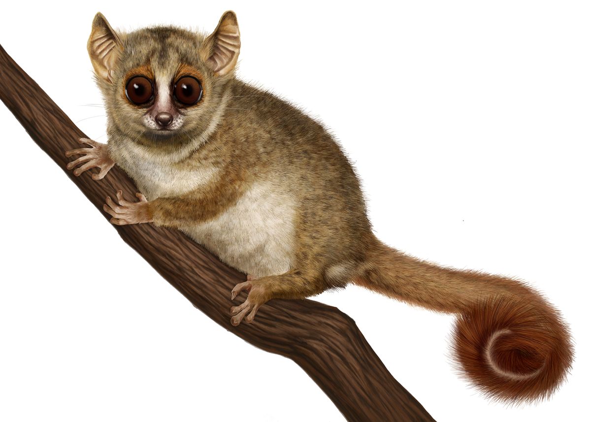 'Microcebus murinus' Poster by Martina Nacházelová | Displate