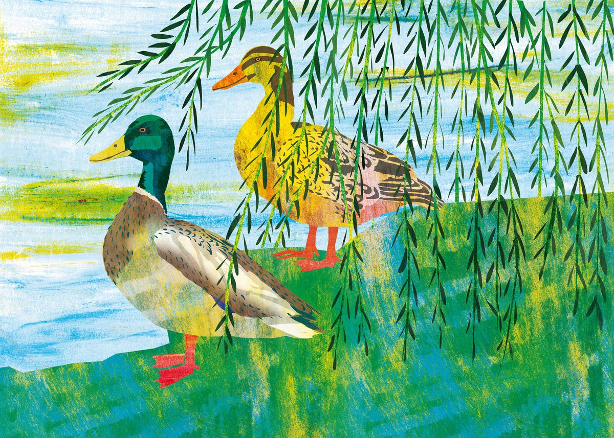 'Mallards on Lakeside ' Poster by Andrea Balogh | Displate