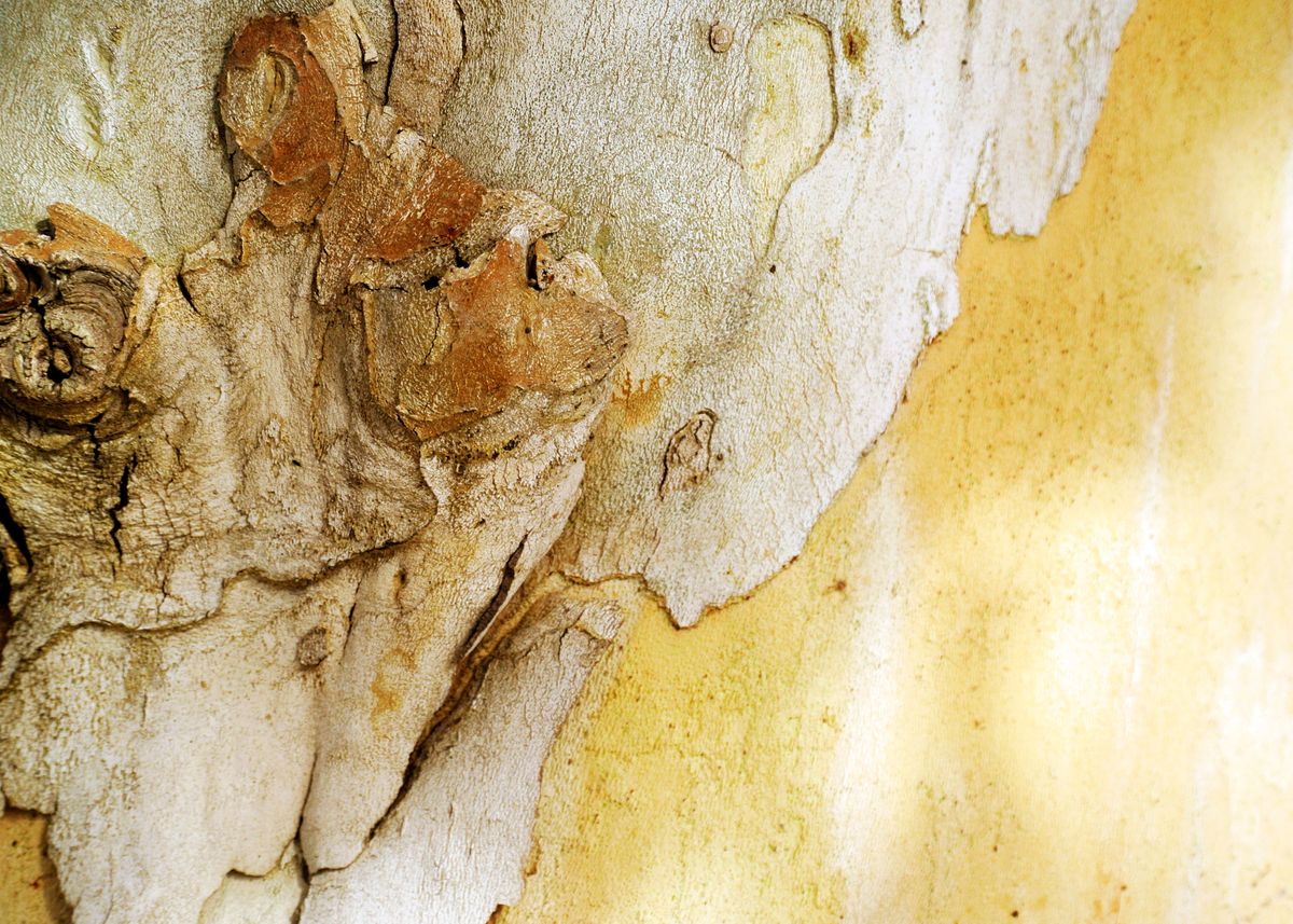 'Tree bark of autumn' Poster by Jovana Krstic | Displate