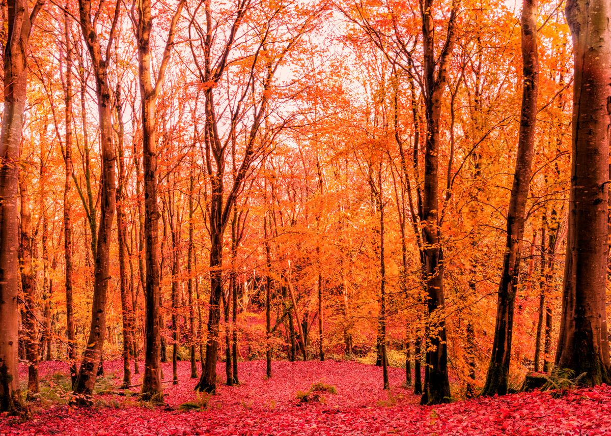 'Autumn Foliage' Poster, picture, metal print, paint by Roy McPEAK | Displate