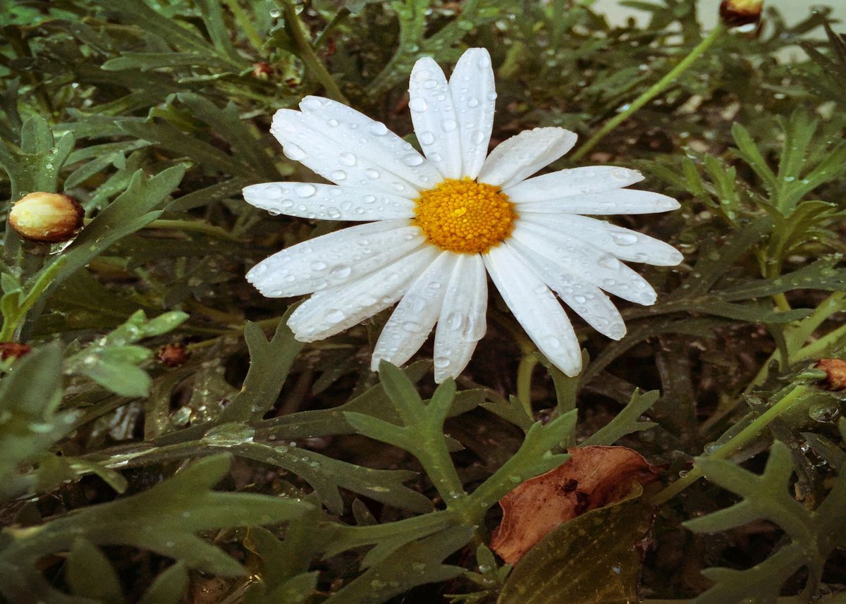 'Morning Flower' Poster, picture, metal print, paint by Matteo ...