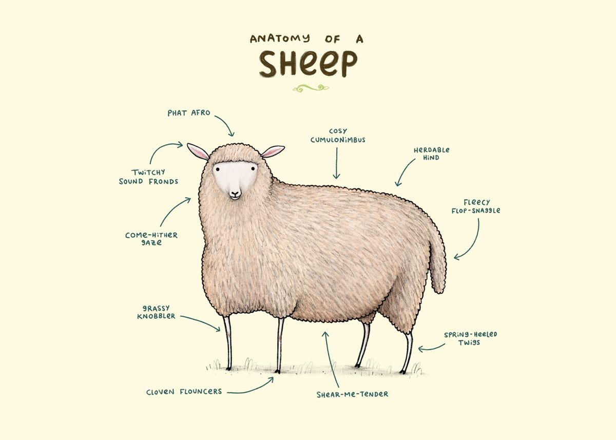'Anatomy of a Sheep' Poster, picture, metal print, paint by Sophie ...