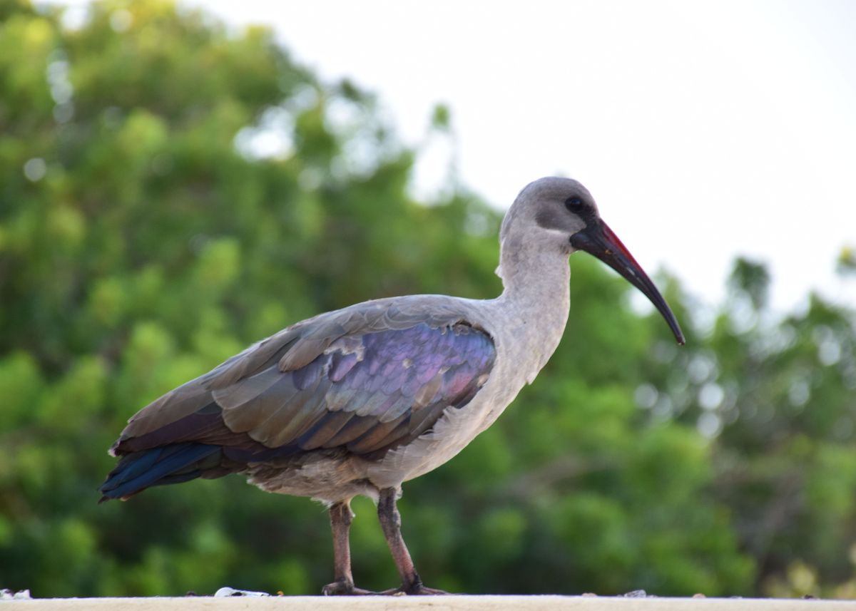'Hardy Har bird ' Poster, picture, metal print, paint by Samuel Rohland ...