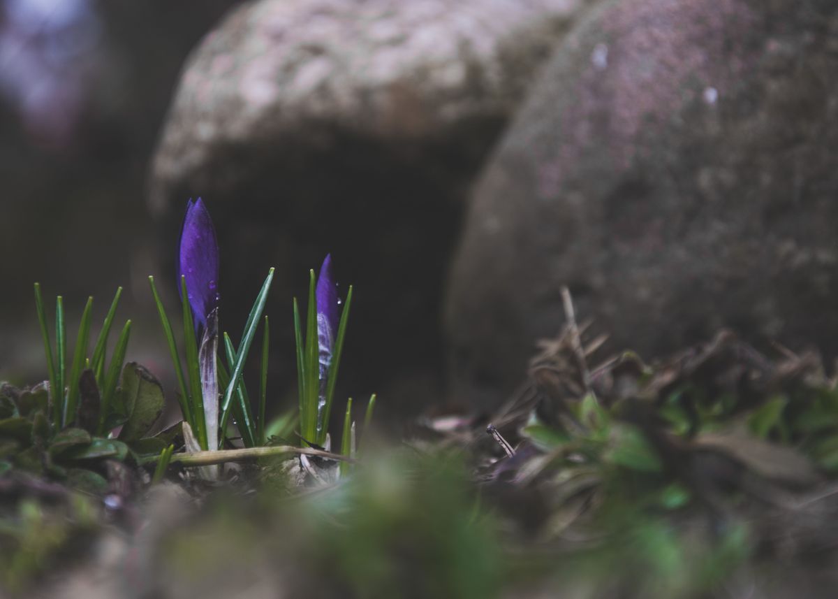 'Spring is here' Poster, picture, metal print, paint by Karina Prozner ...