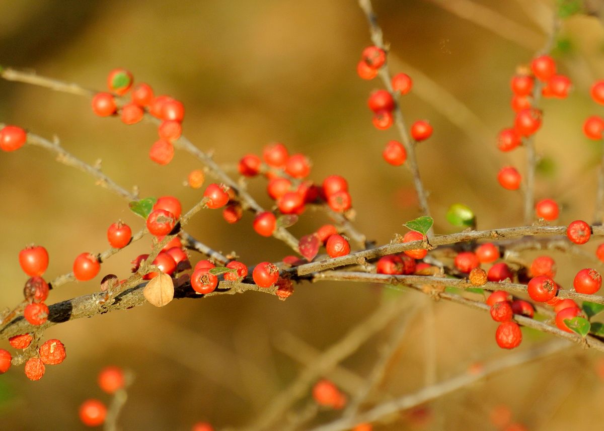 'Little red round things' Poster by Jovana Krstic | Displate