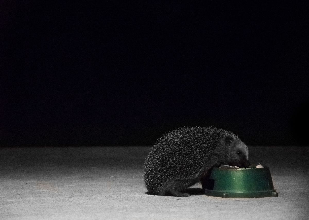 'Hungry hedgehog' Poster by Karina Prozner | Displate