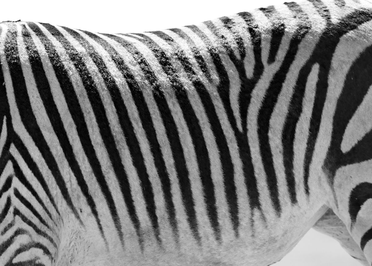 'Zebra pattern' Poster by Barbara Fraatz | Displate