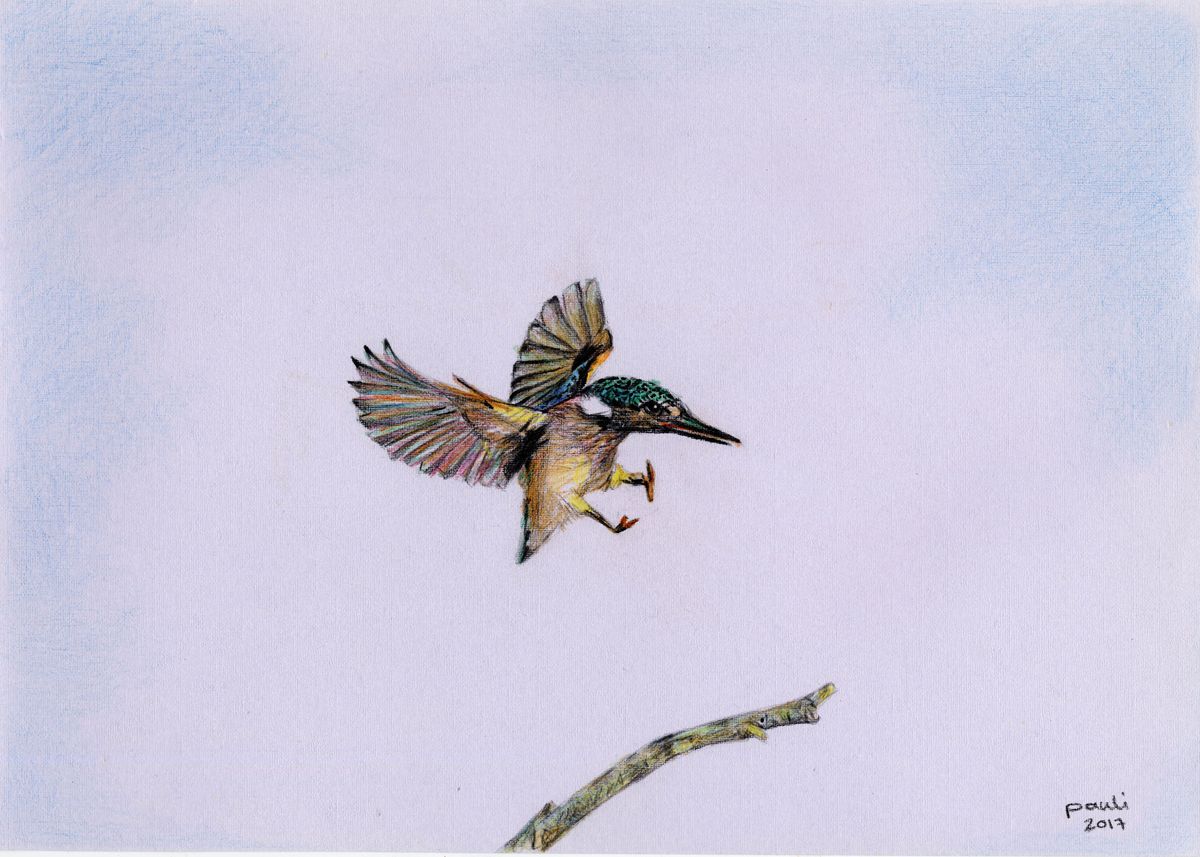 'landing bird' Poster, picture, metal print, paint by Paullette Henry ...