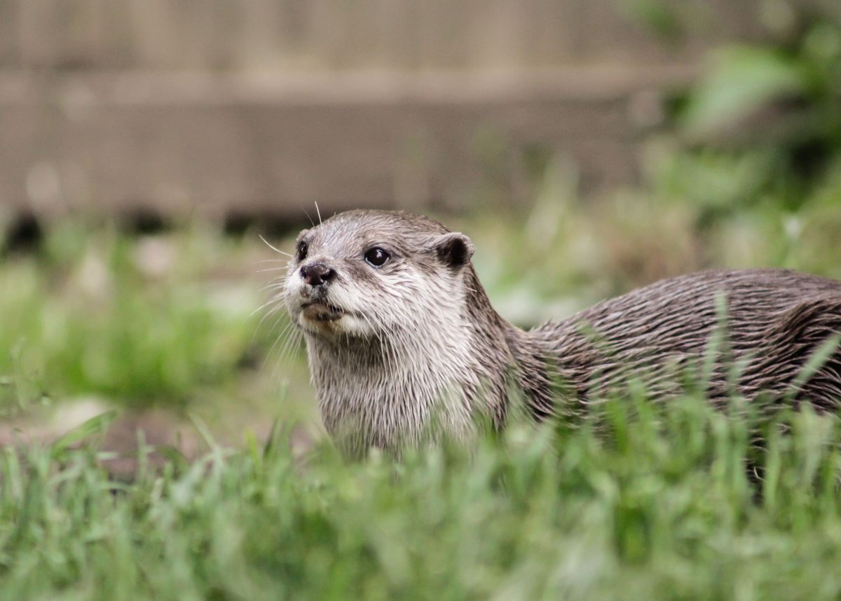 'European Otter' Poster, picture, metal print, paint by Stuart ...
