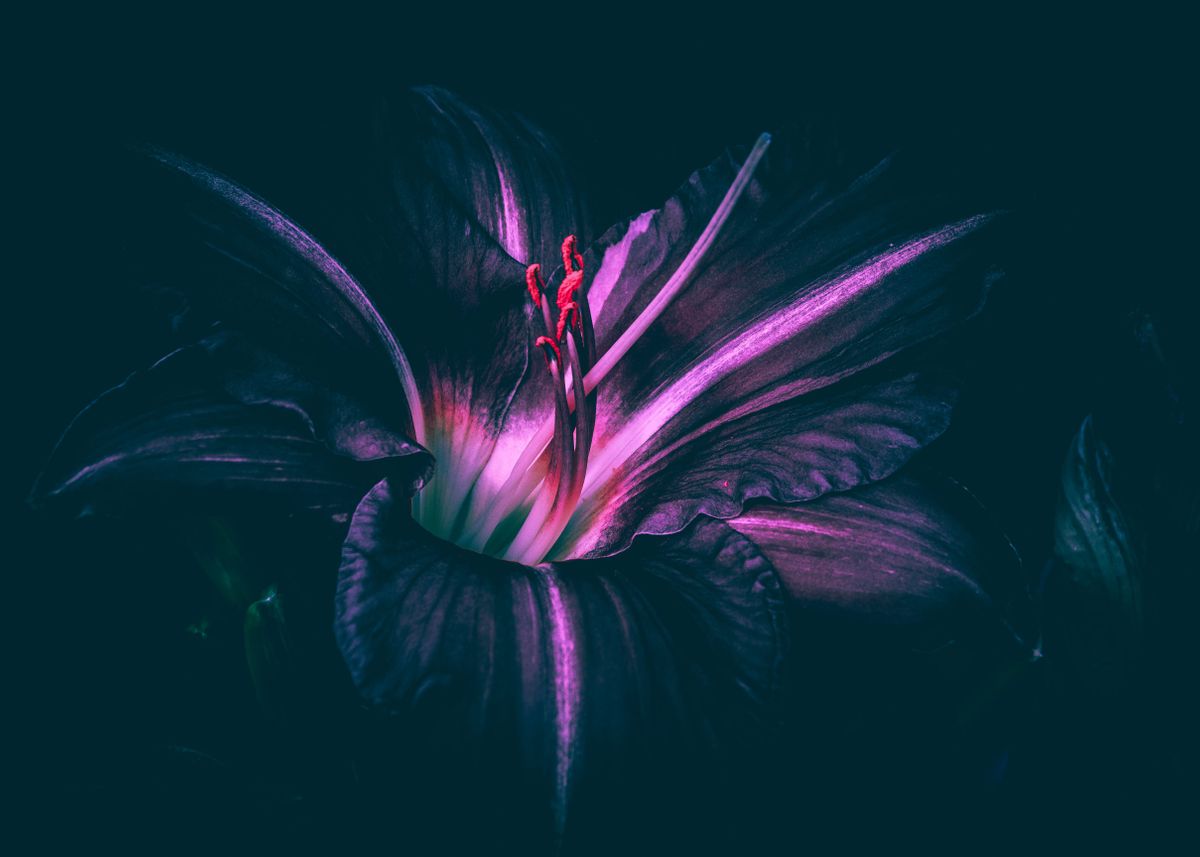 'Dark Lily' Poster by Bob Orsillo | Displate