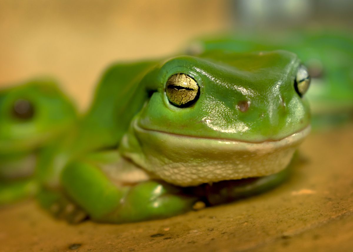 'Frog face' Poster by Sonya Webster | Displate